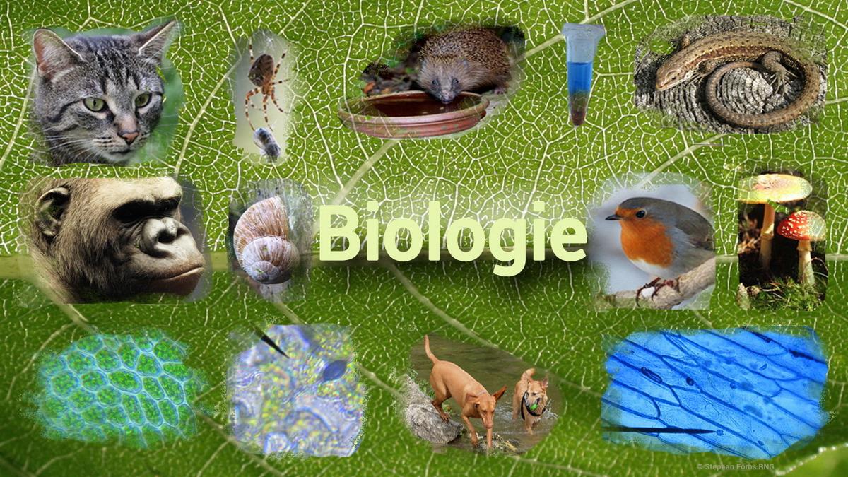 Biologie – Rupert-Neß-Gymnasium